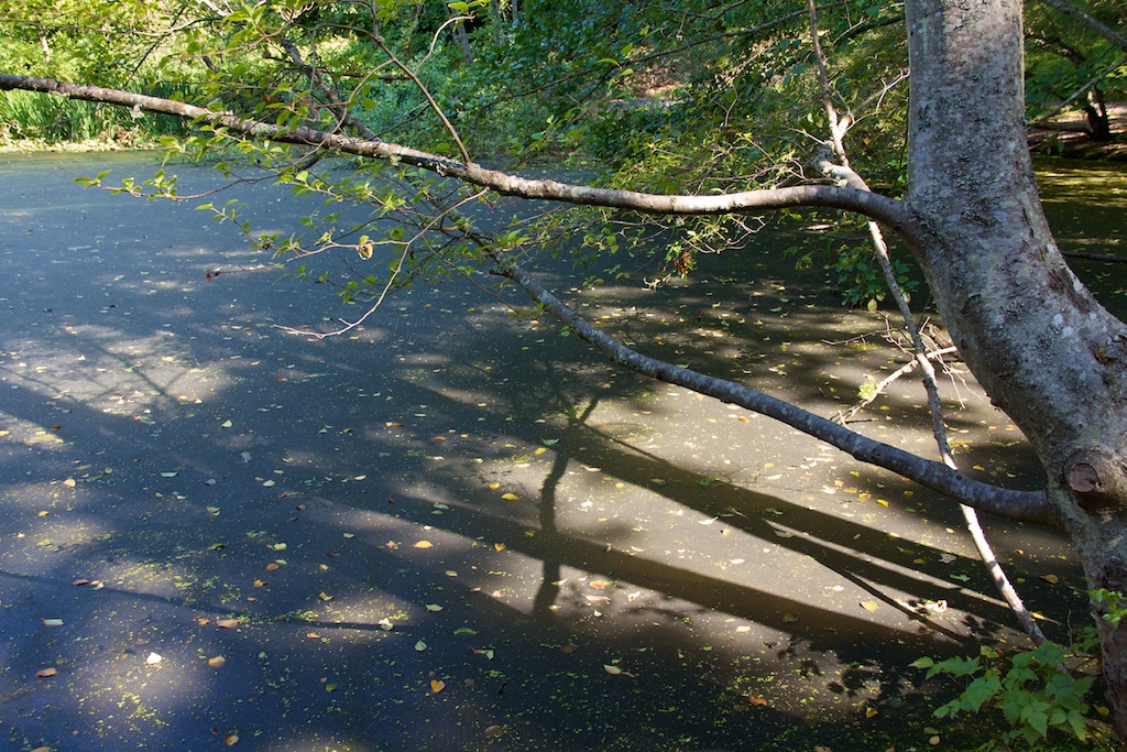 Magnolia pond scum near Daybreak Star Seattle Sept 2011 – Beth Partin ...