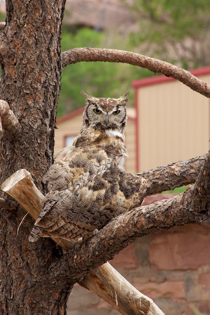 Great horned owl at Navajo Nation zoo, with injured wing, on perch in ...